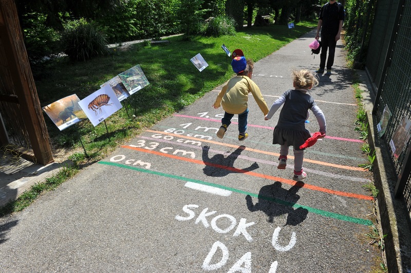 Ledo Medo i životinjski rekordi zabavili djecu u Zoološkom vrtu - Ja ...